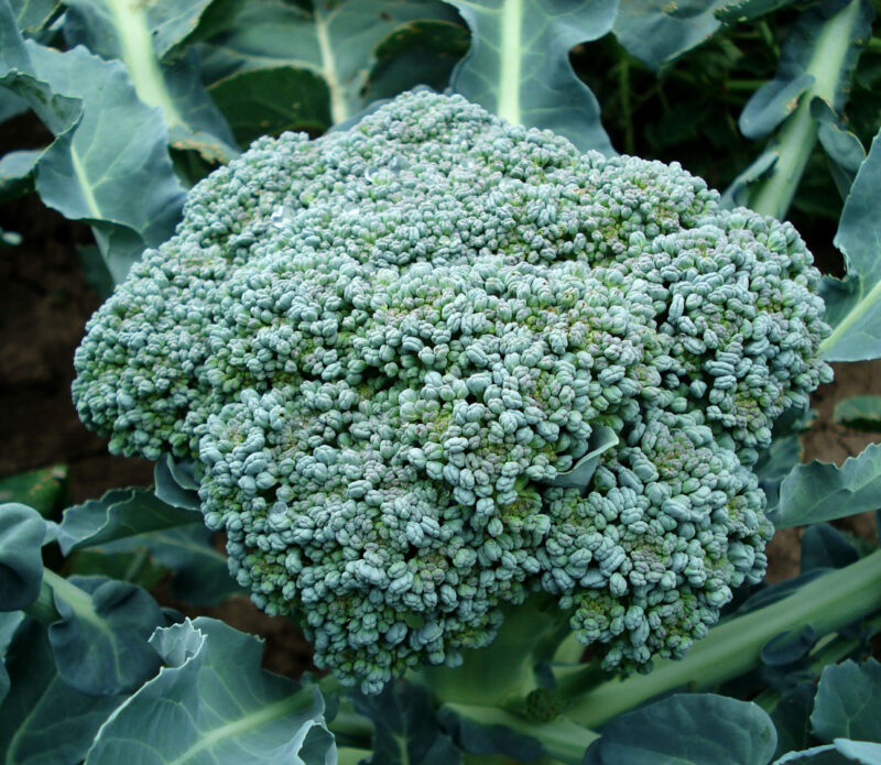 Here's How You Can Make Earth Day Everyday